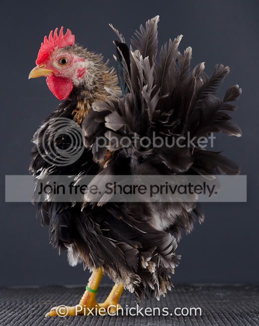 "Duke", a Frizzled Mottled Chocolate/split Serama Cockerel | BackYard ...